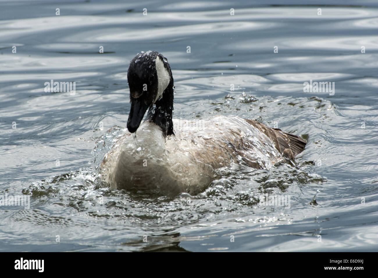 Canada goose washing Stock Photo - Alamy