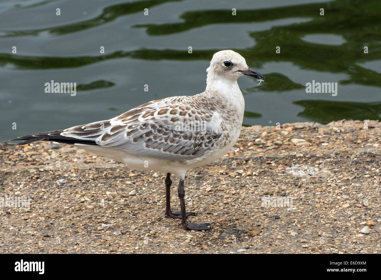 Juvenile black headed gull Stock Photo - Alamy