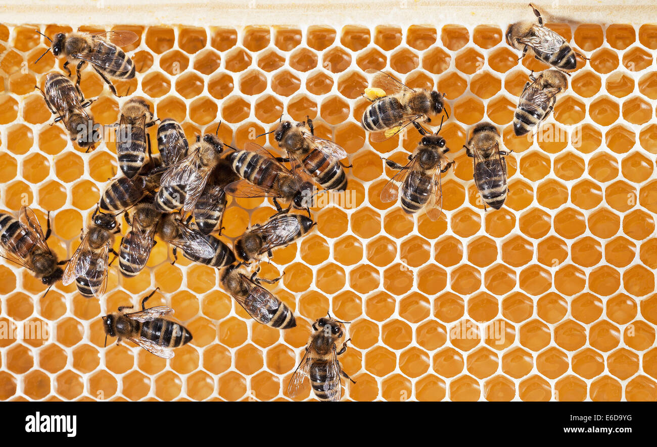 Beehive on legs hi-res stock photography and images - Alamy