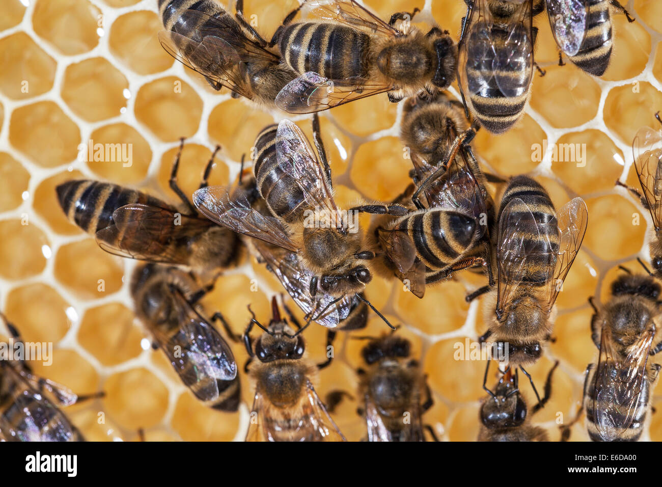 English worker honeybees in beehive checking water volume correct in ...