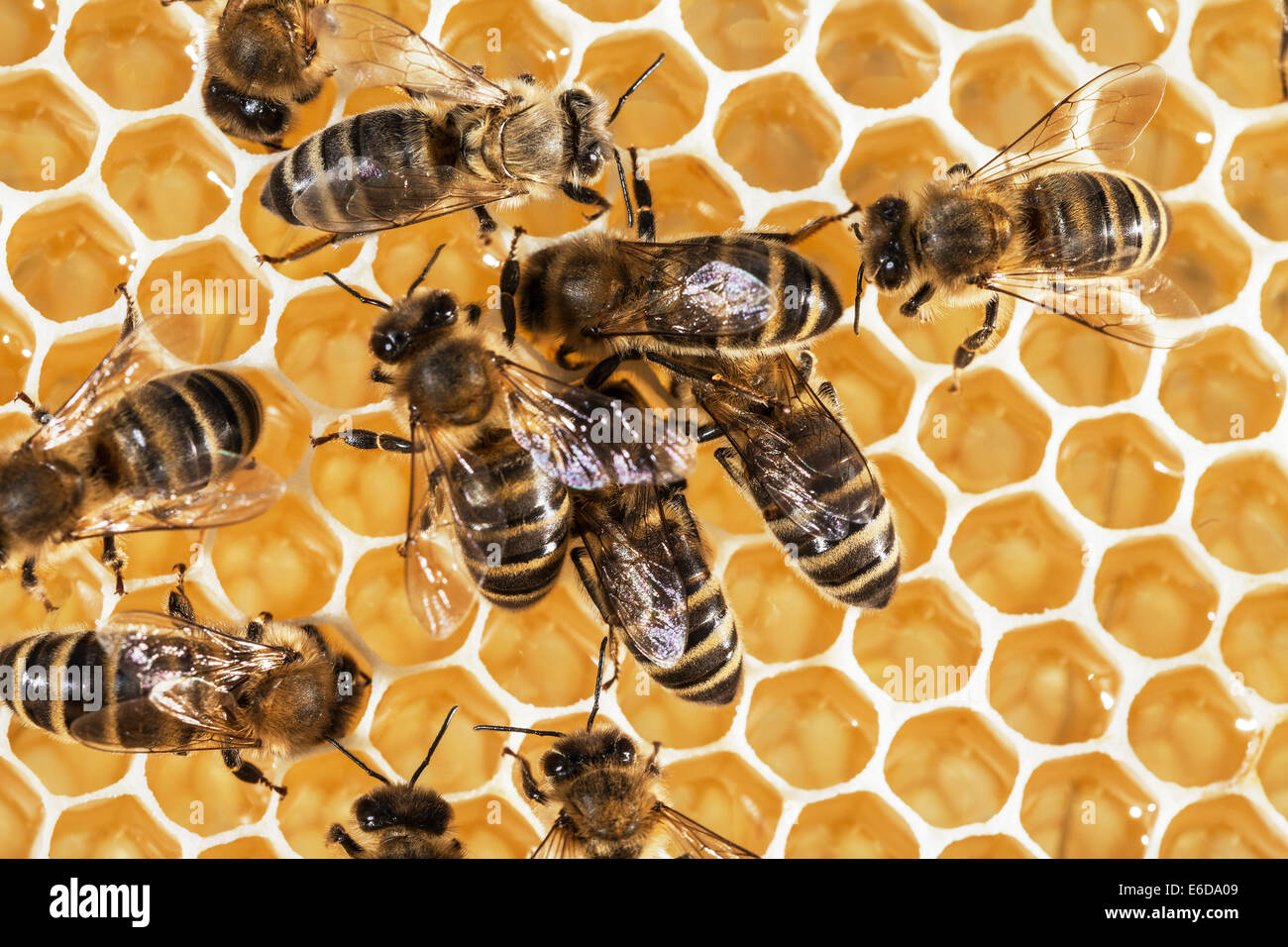 English worker honeybees in beehive checking water volume correct in ...