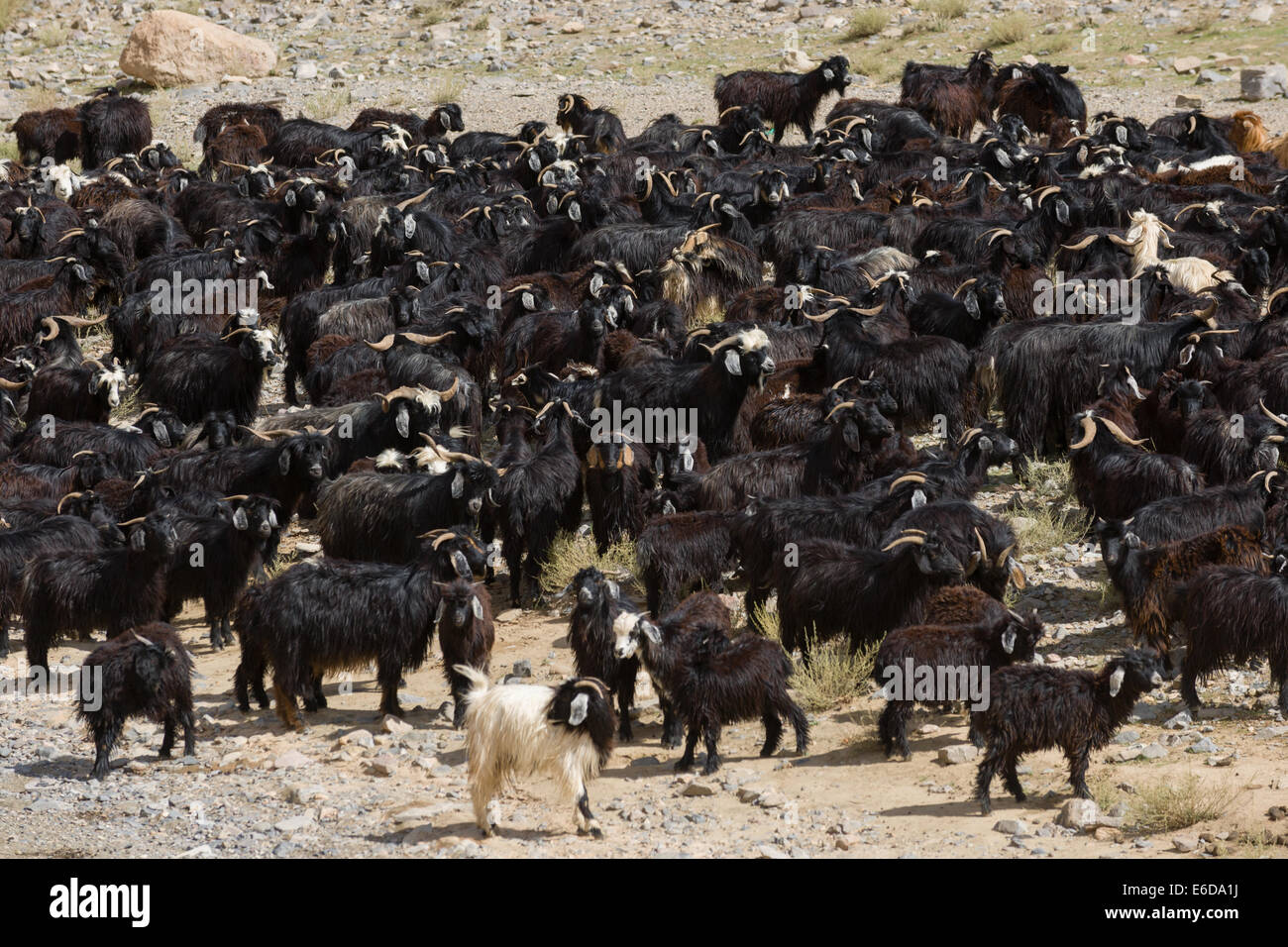 Large herd of goats, Todra Gorge, Morocco Stock Photo - Alamy