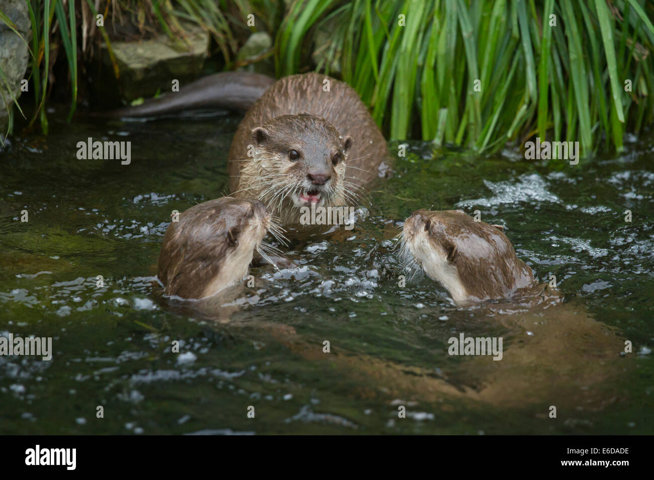 Oriental small-clawed otters playing in the water Stock Photo - Alamy