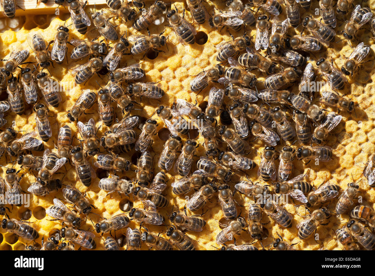 English worker honeybees in hive tending capped brood before young bees ...