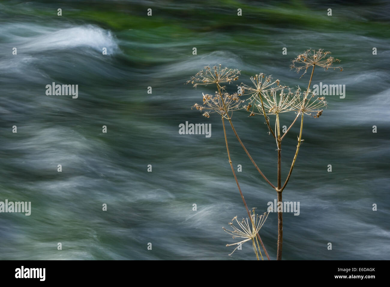 Cow Parsley Anthriscus sylvestris, lining the bank of the river dove ...
