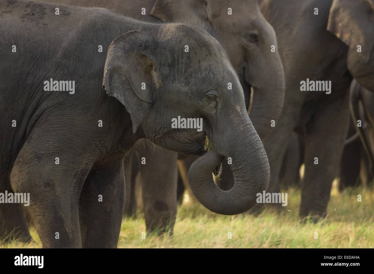 Family of Asian Elephants (Elephas maximus) at the Minneriya National ...