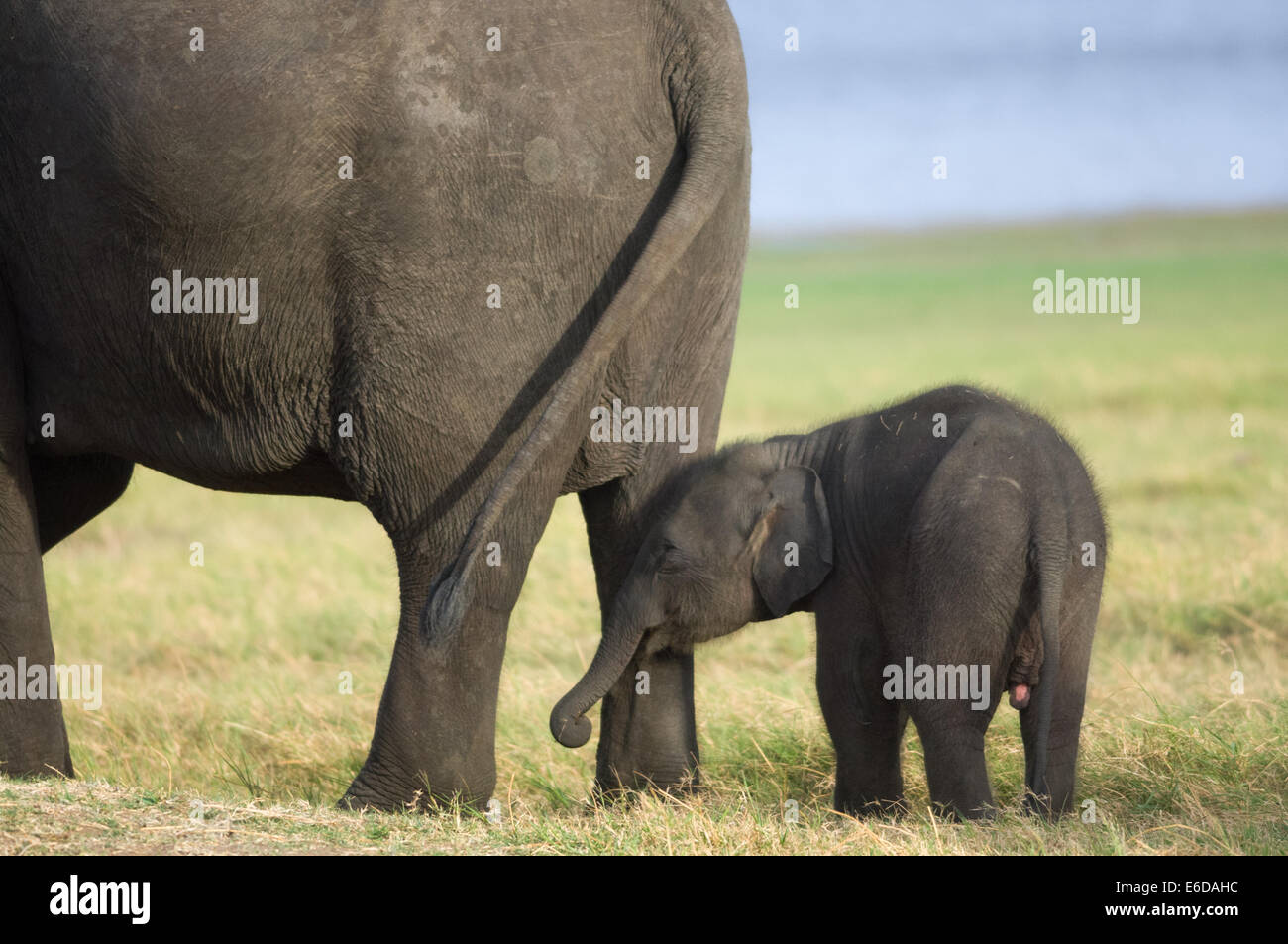 Baby Asian Elephant (Elephas maximus) standing behind its mother at the ...