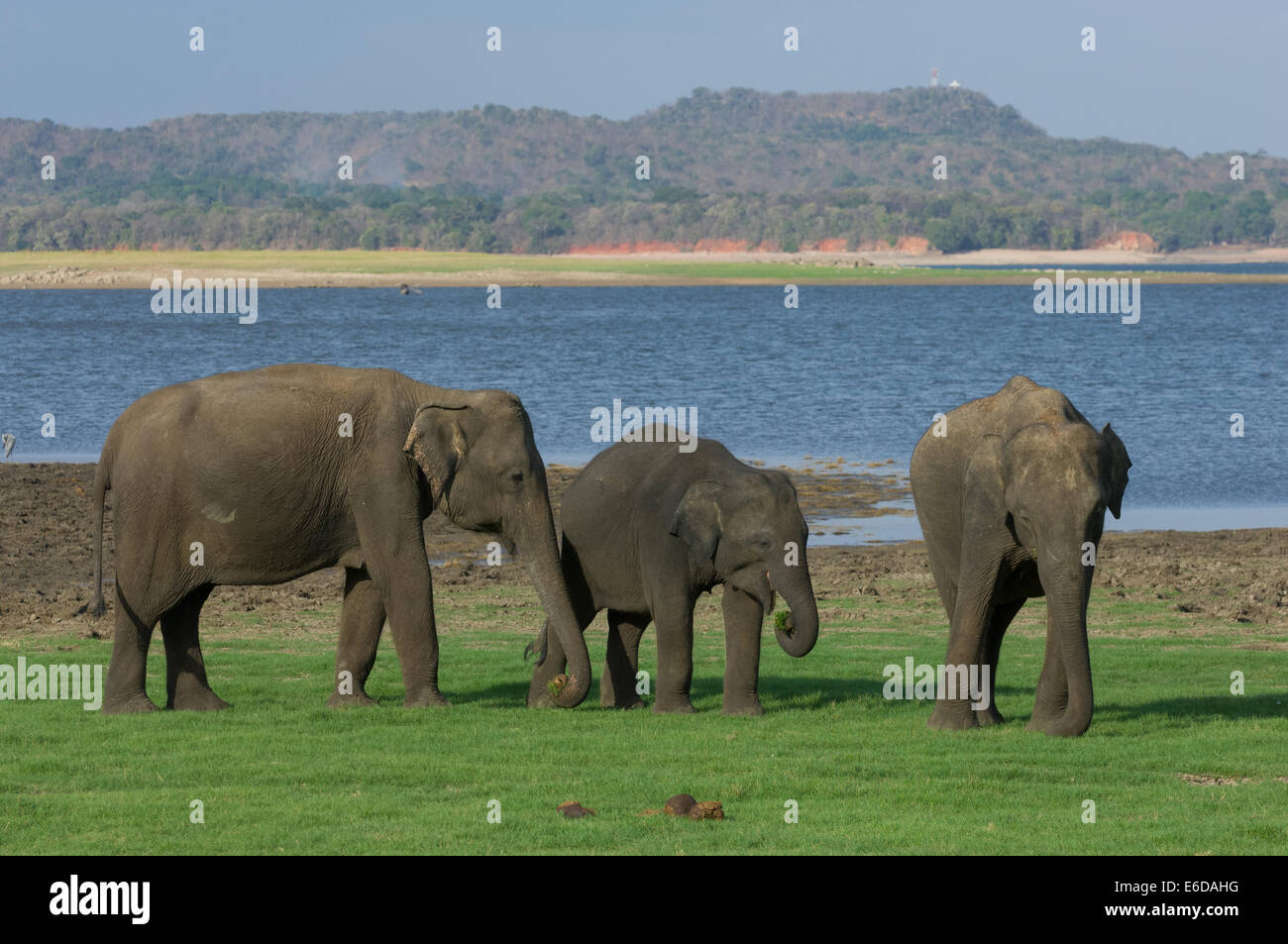 Family of Asian Elephants (Elephas maximus) in front of the Minneriya ...