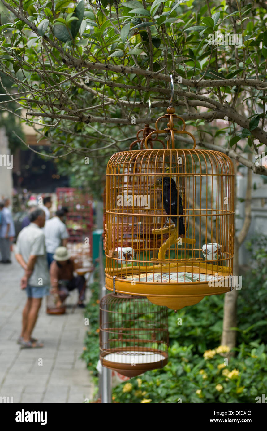 Ornate birdcages containing songbirds hanging from a tree at the Mong ...