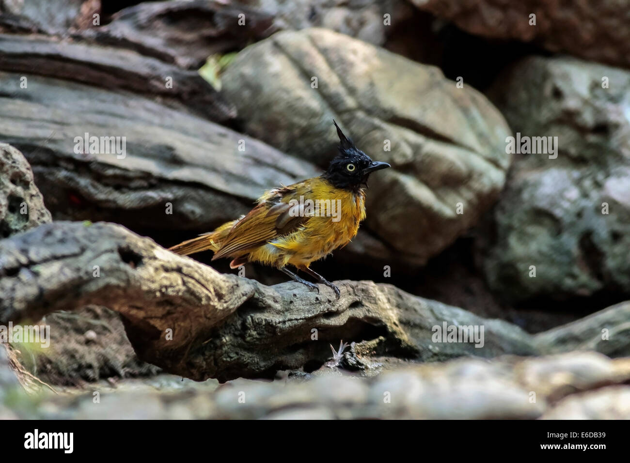 Thailand, Kaeng Krachan, Pycnonotus melanicterus, Black-crested bulbul ...