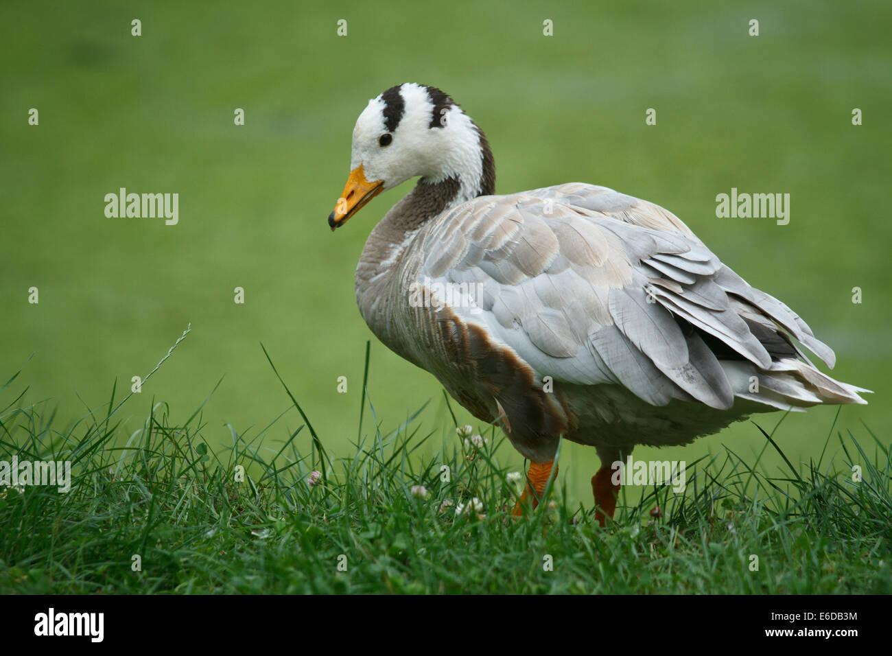 Bar-headed Goose (Anser indicus Stock Photo - Alamy