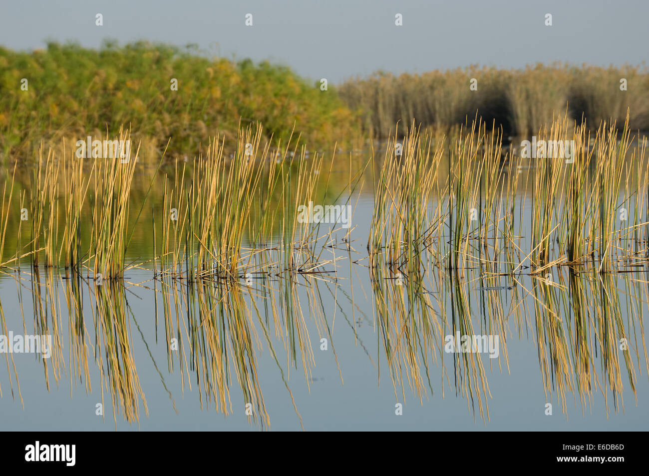 Bank of Papyrus Sedge (Cyperus papyrus), stalks reflected in a waterway ...