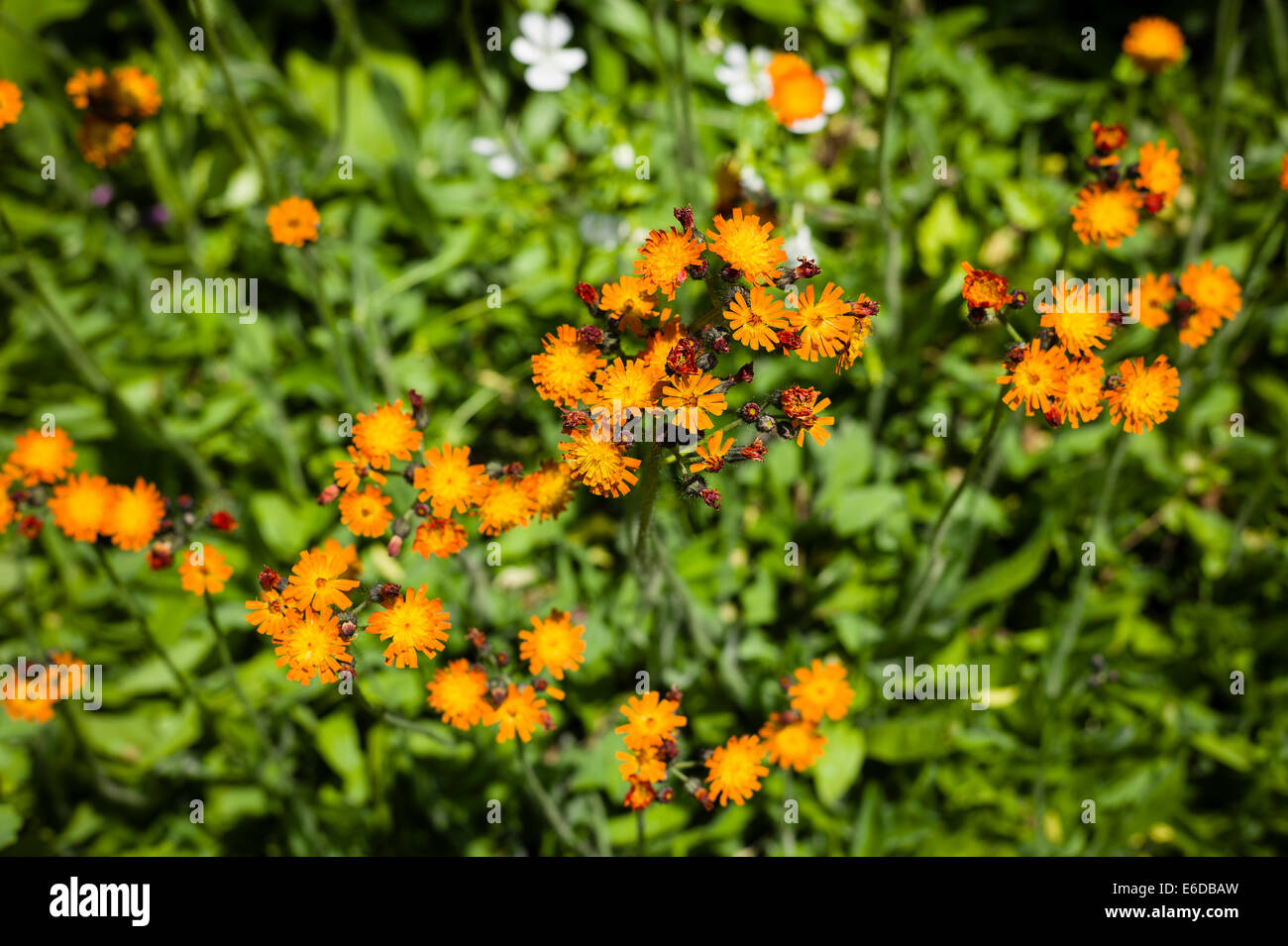 Fox & Cubs wild flowers in summer Stock Photo - Alamy