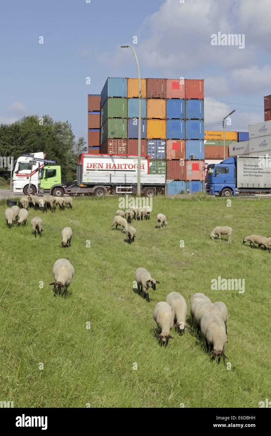 Sheep trucks hi-res stock photography and images - Alamy