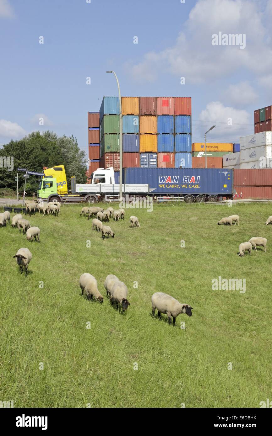 sheep grazing in front of containers, Reiherstieg-Hauptdeich ...