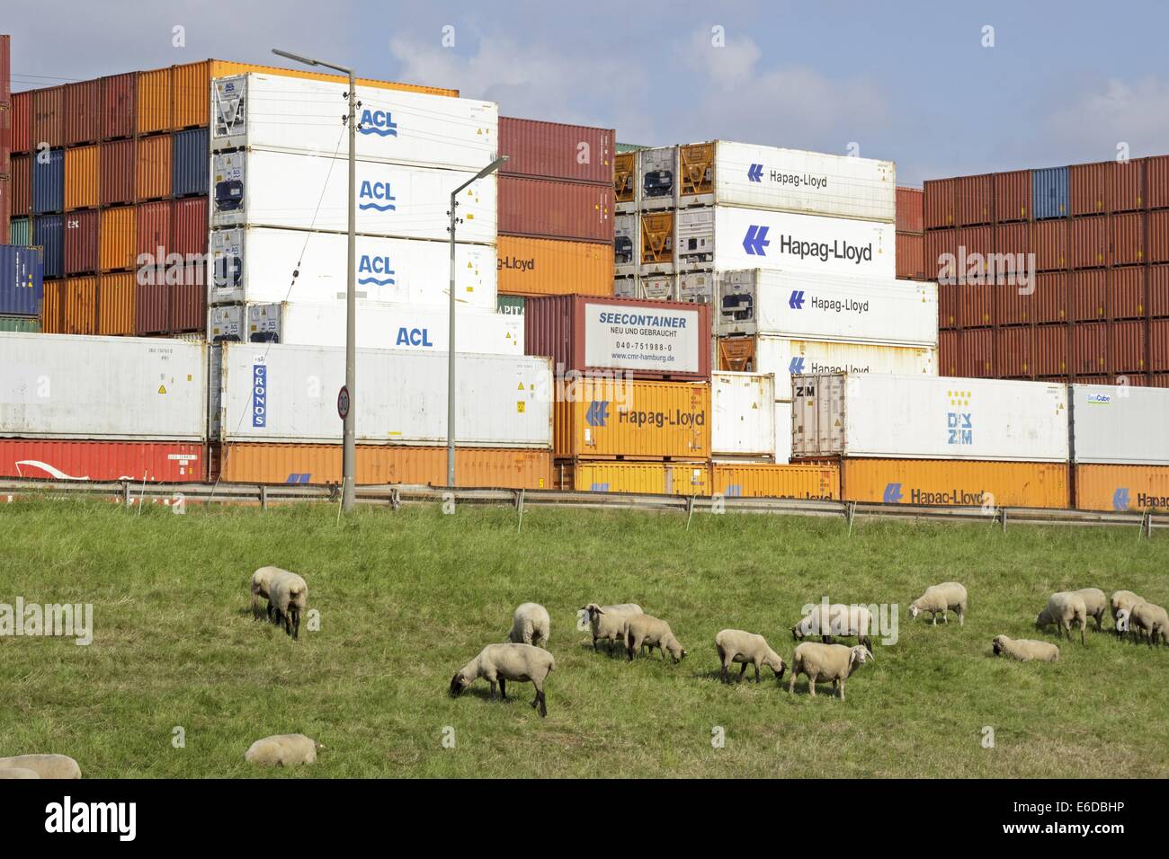 sheep grazing in front of containers, Reiherstieg-Hauptdeich ...
