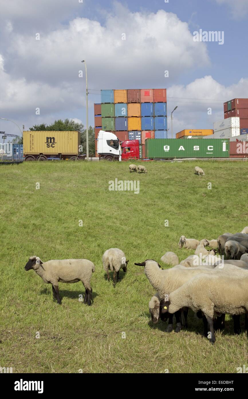 Sheep Lorries High Resolution Stock Photography and Images - Alamy