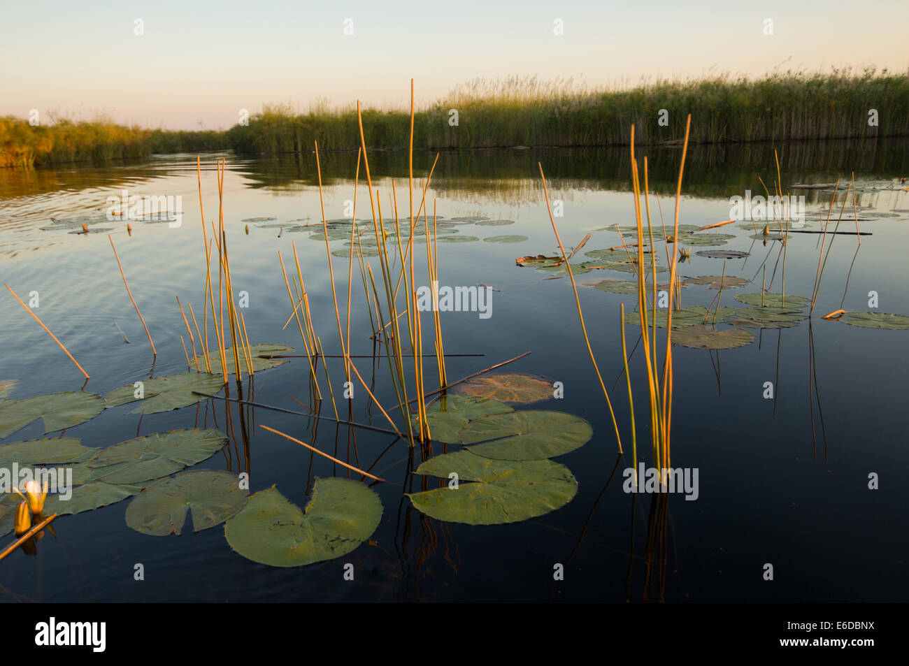 Papyrus Stalks High Resolution Stock Photography and Images - Alamy