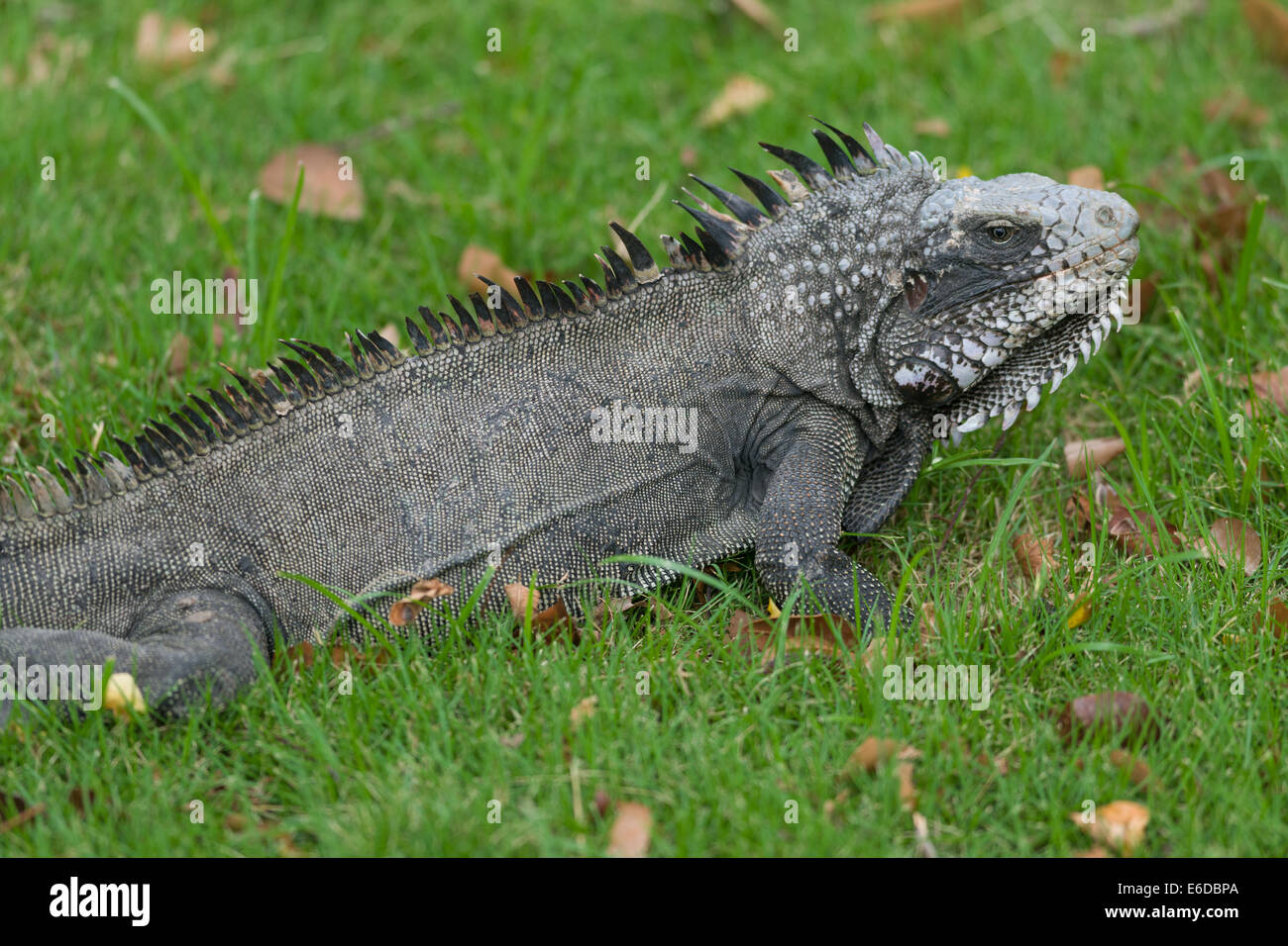 Iguana, Mango Falls villa, Woodlands, Montserrat Stock Photo - Alamy