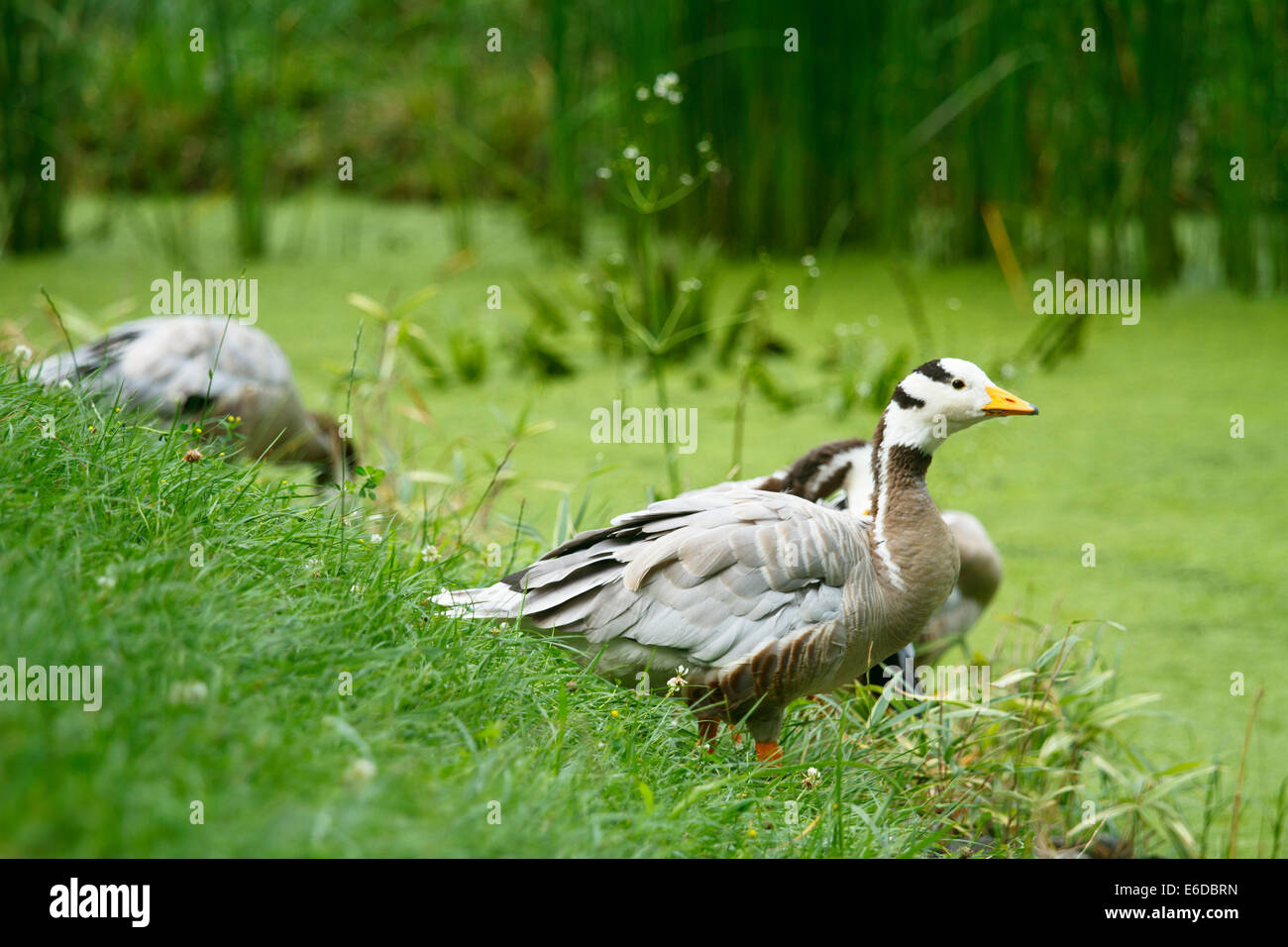 Bar-headed Goose (Anser indicus Stock Photo - Alamy