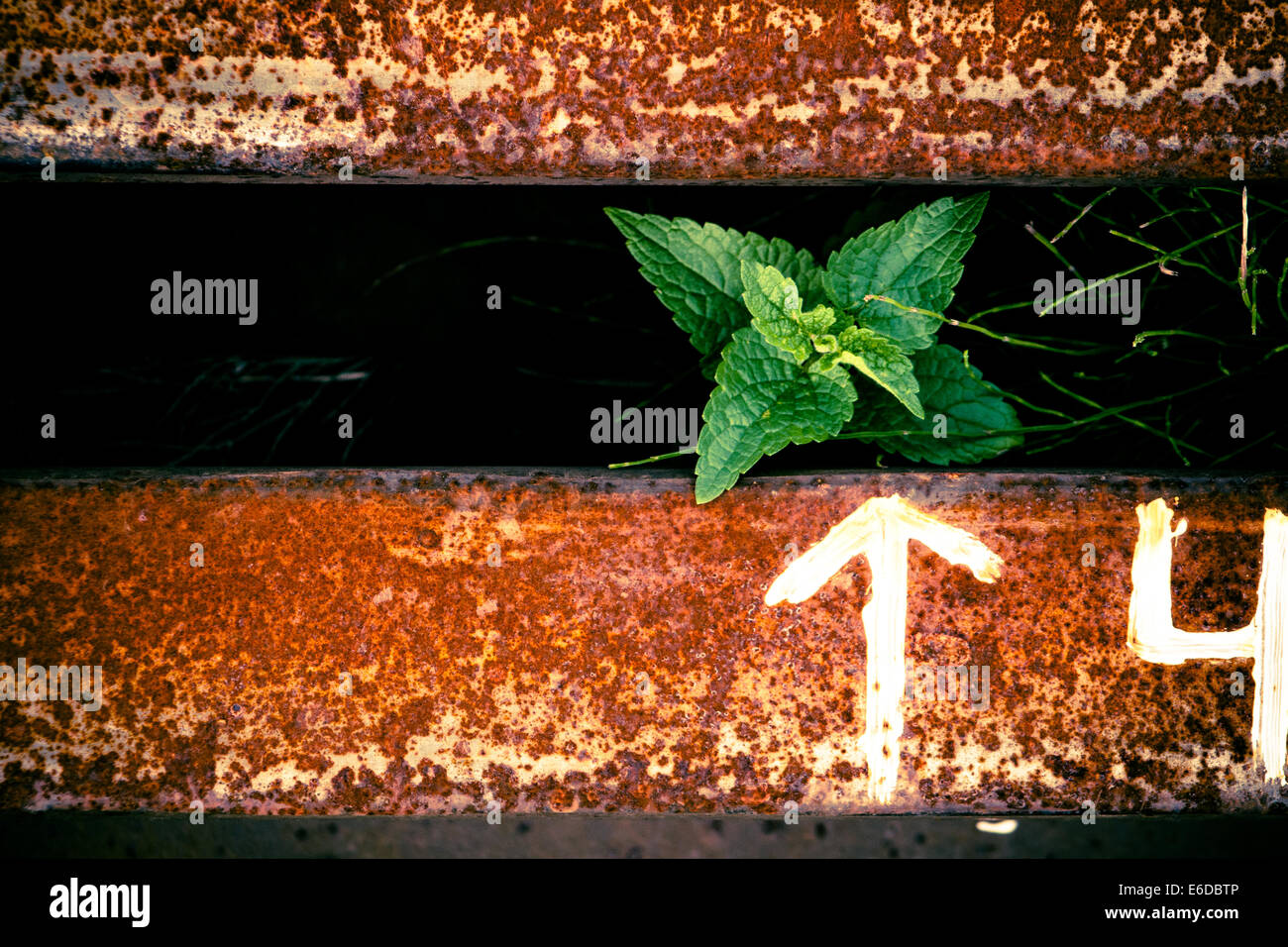 Plant growing between rusty metal bars Stock Photo - Alamy