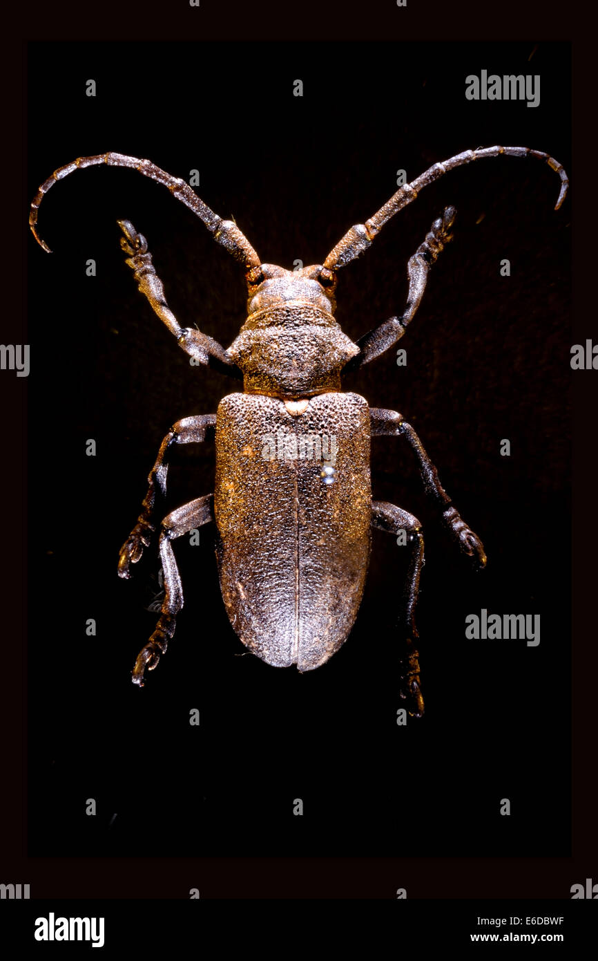 Weaver beetle (Lamia textor) is a species of beetles from Lamiinae ...