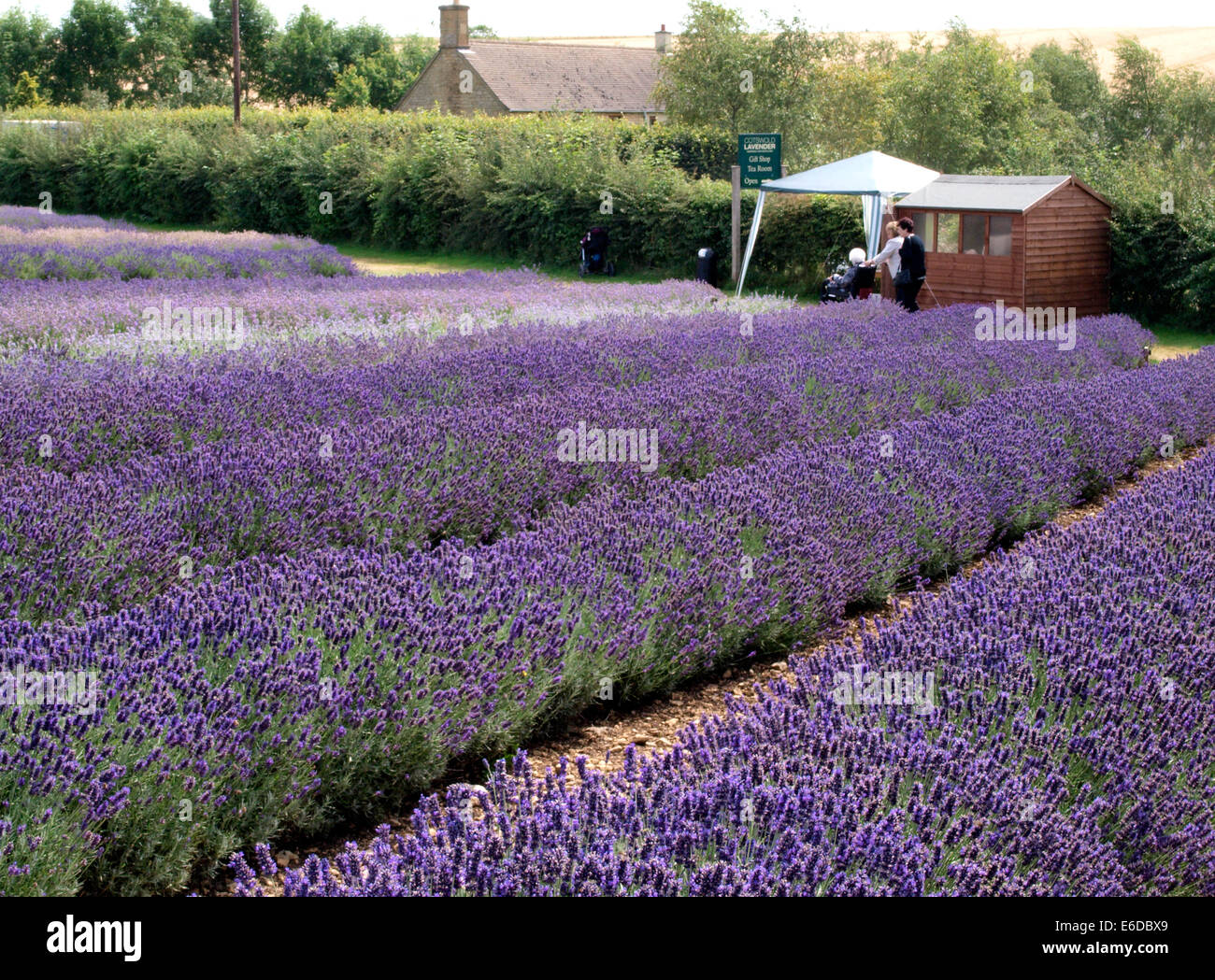 Cotswold Lavender, Snowshill, Worcestershire, UK Stock Photo - Alamy