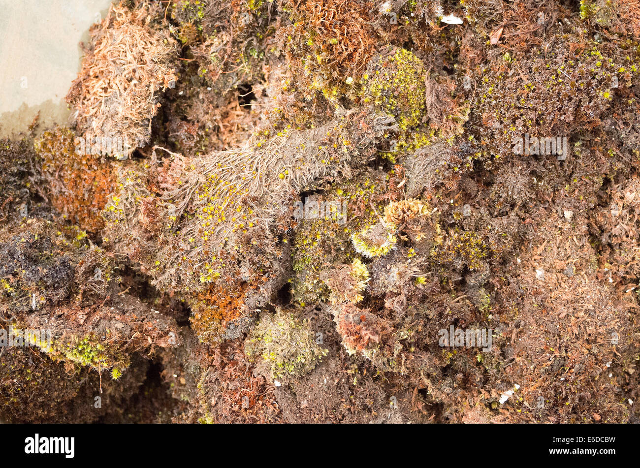 Dead organic hi-res stock photography and images - Alamy