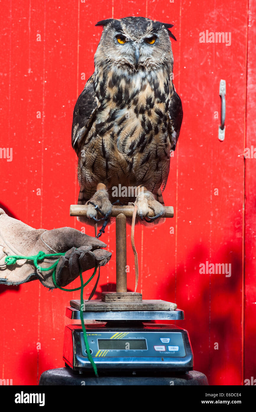 Max owl hi-res stock photography and images - Alamy