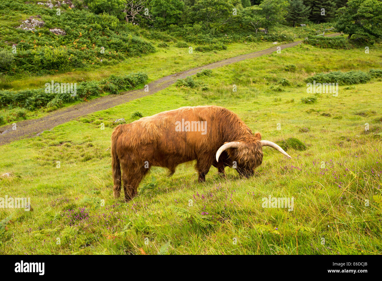 Bull horns hi-res stock photography and images - Alamy