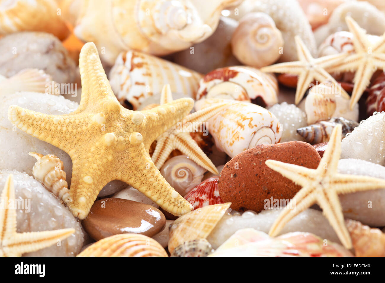 Drop Shaped Shell High Resolution Stock Photography and Images - Alamy