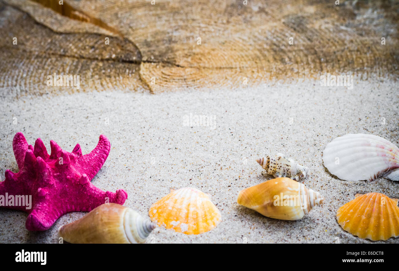 Colorfull Sea shells on the sand and board Stock Photo - Alamy