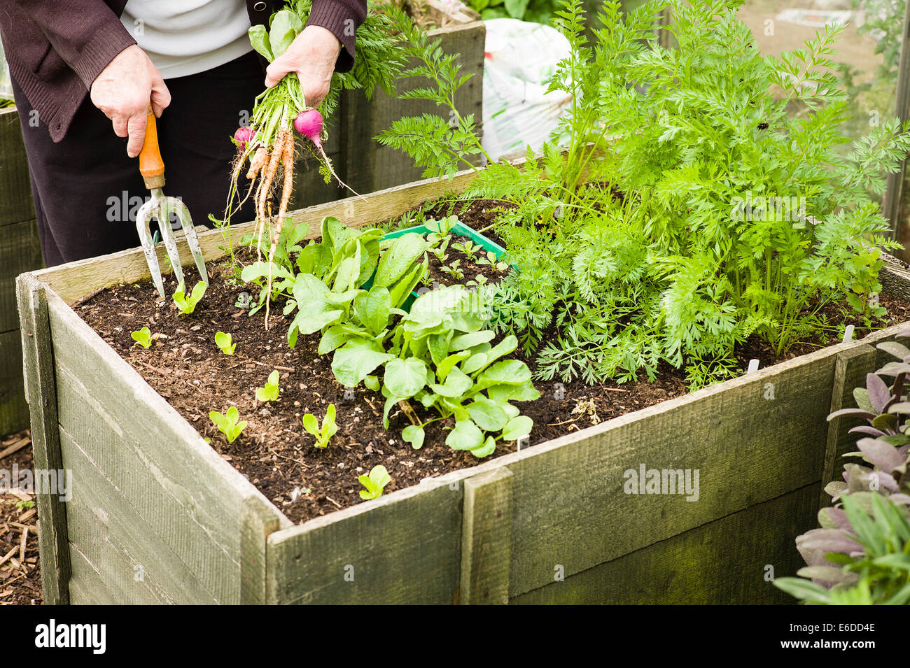 A tall raised wooden planter allows a disabled gardener to grow a few ...