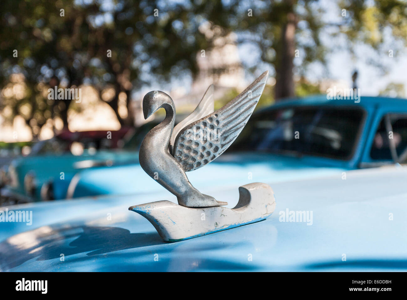 Flying bird hood ornament on the bonnet of a vintage blue Chevrolet in ...