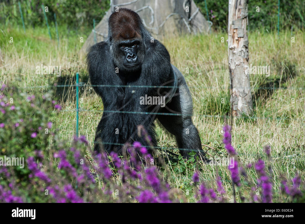 Kumbuka hi-res stock photography and images - Alamy