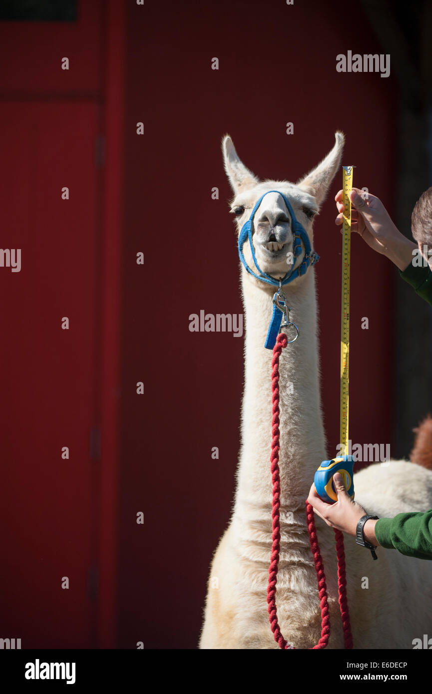 London Zoo, London UK. Thursday 21st August 2014. A Llama at ZSL London ...