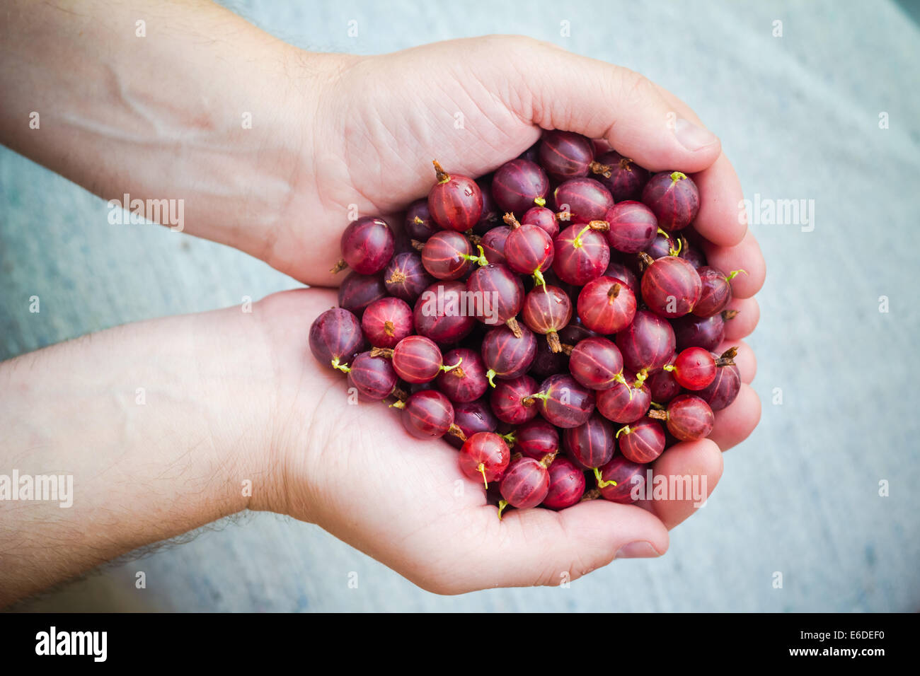 A freshly fruits of gooseberries in the hands of a man Stock Photo - Alamy