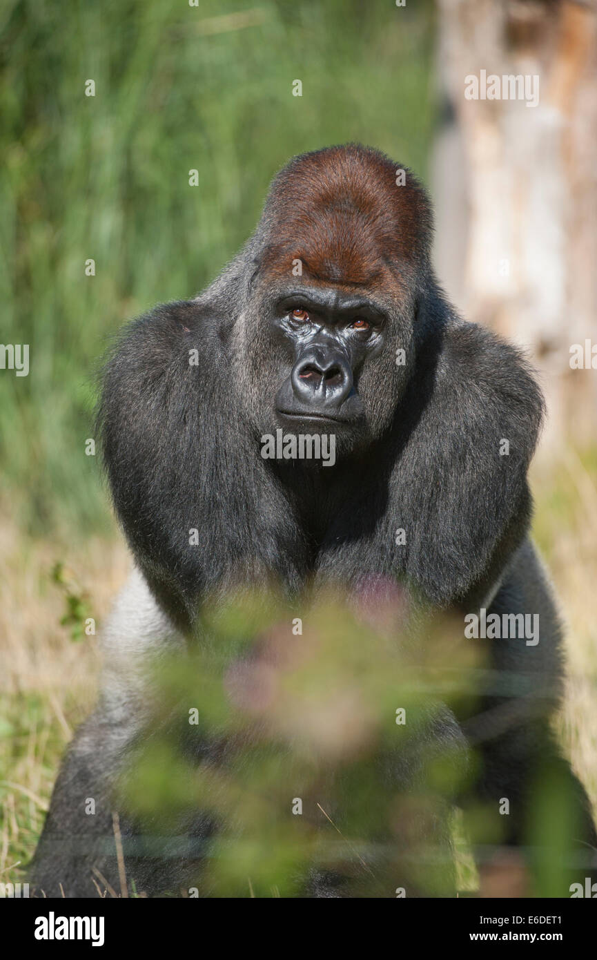 London Zoo, London UK. Thursday 21st August 2014. A Silverback Gorilla ...