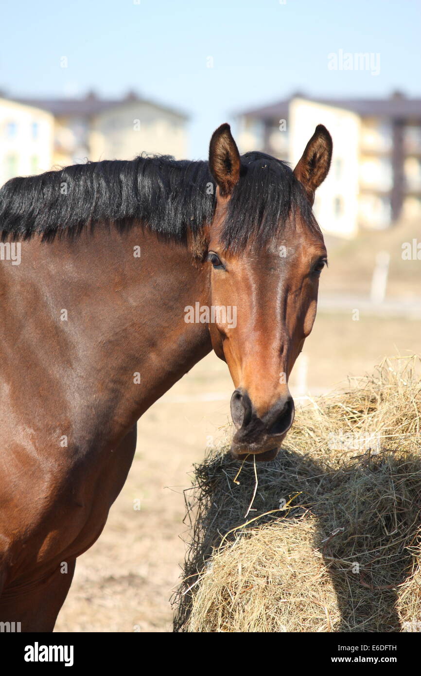 Hay bay roll hi-res stock photography and images - Alamy
