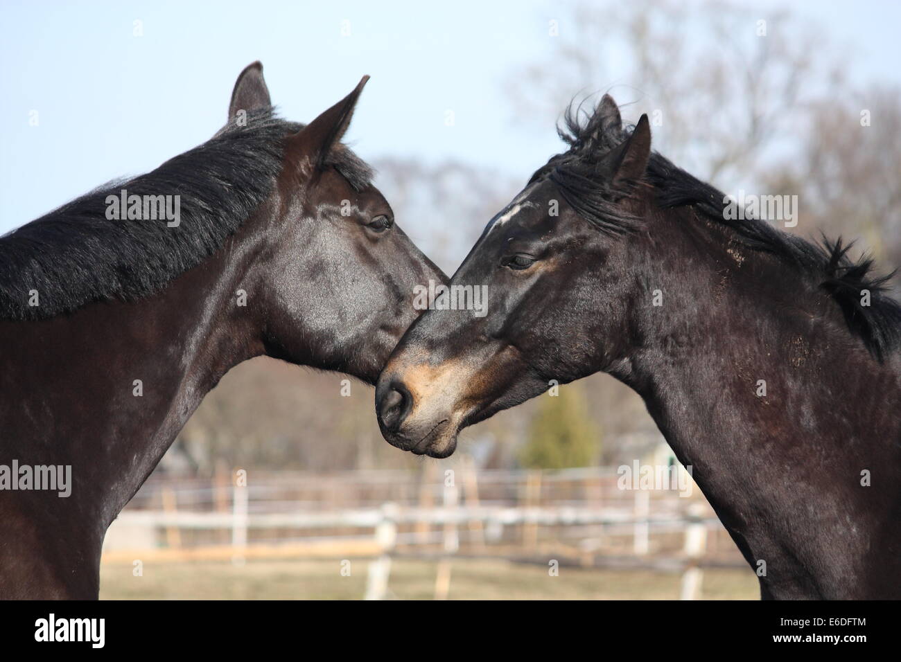 Two black horses nuzzling each other Stock Photo - Alamy