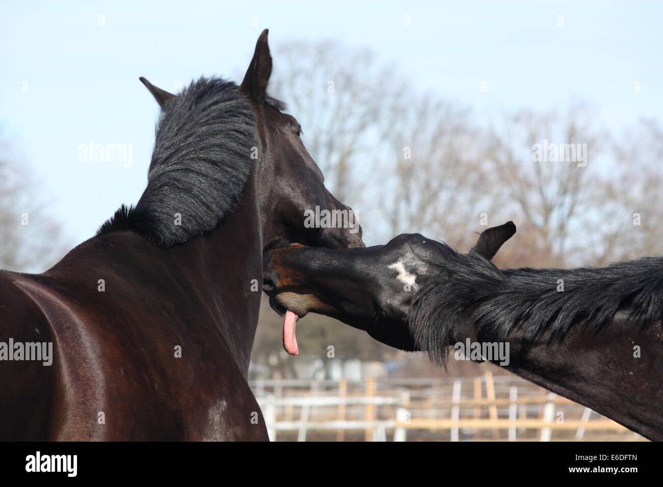 Horse stallion fight hi-res stock photography and images - Alamy