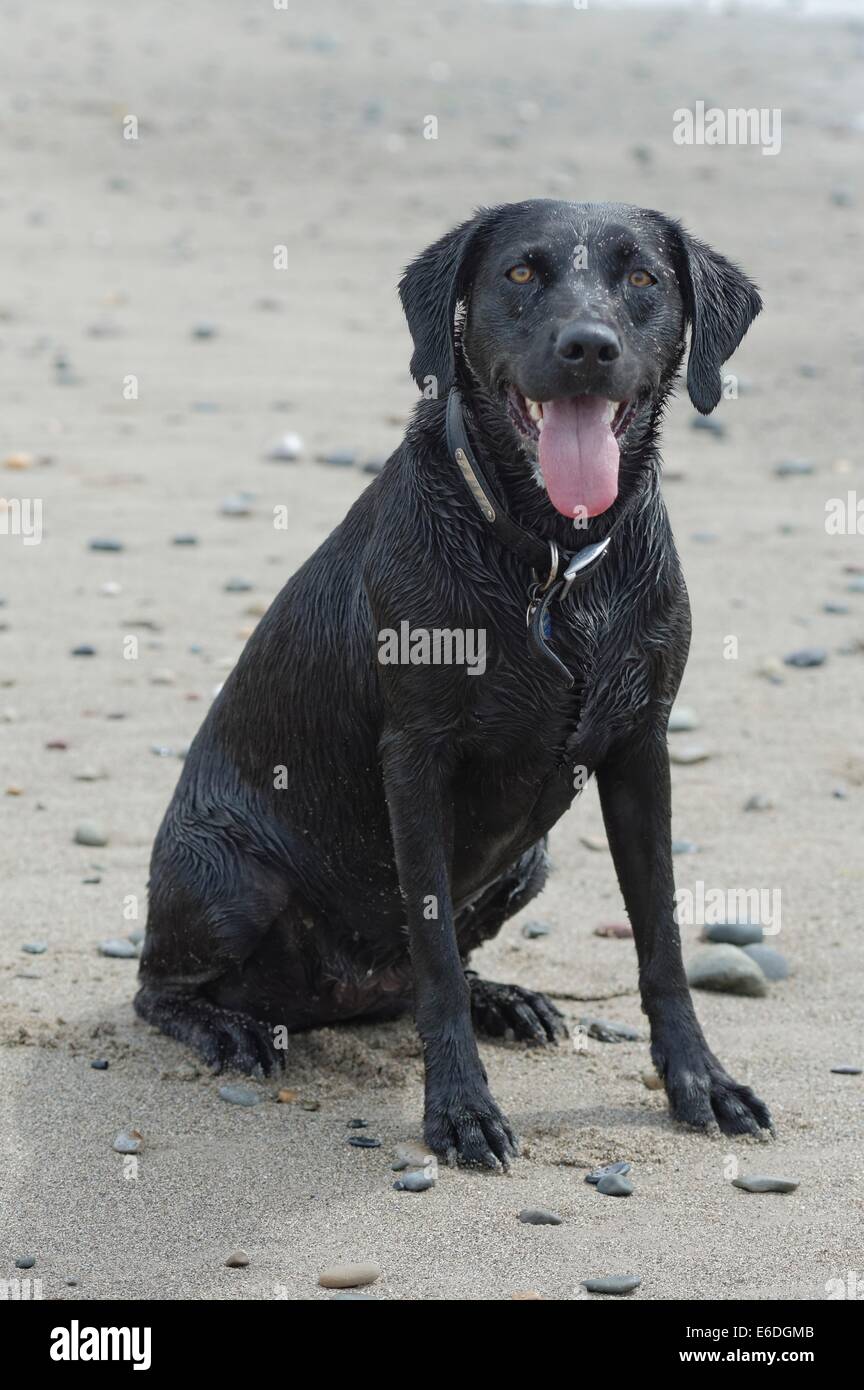 Young labrador loving her freedom on the beach Stock Photo - Alamy