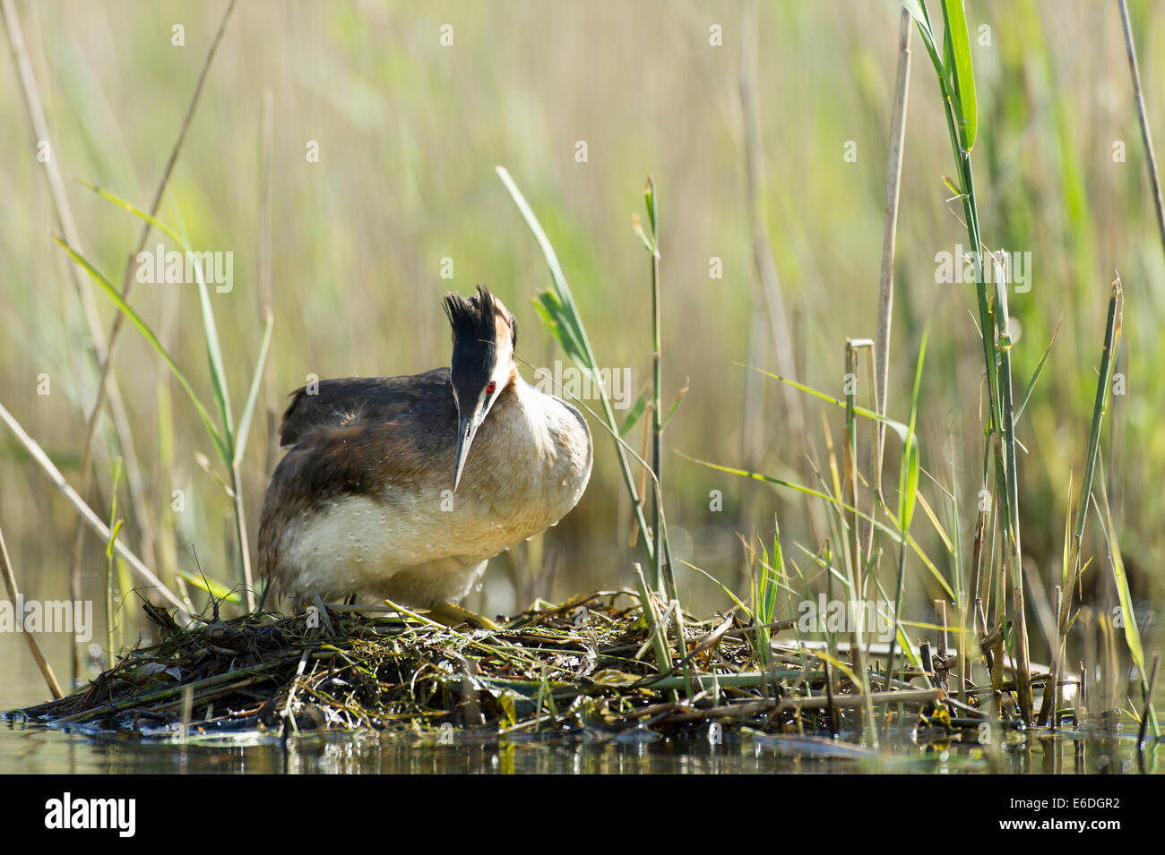 Great Crested Grebe in a swamp in la Dombes region, Ain department ...