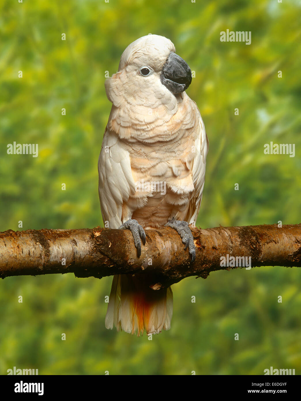 Pink cockatoo parrot on tree hi-res stock photography and images - Alamy