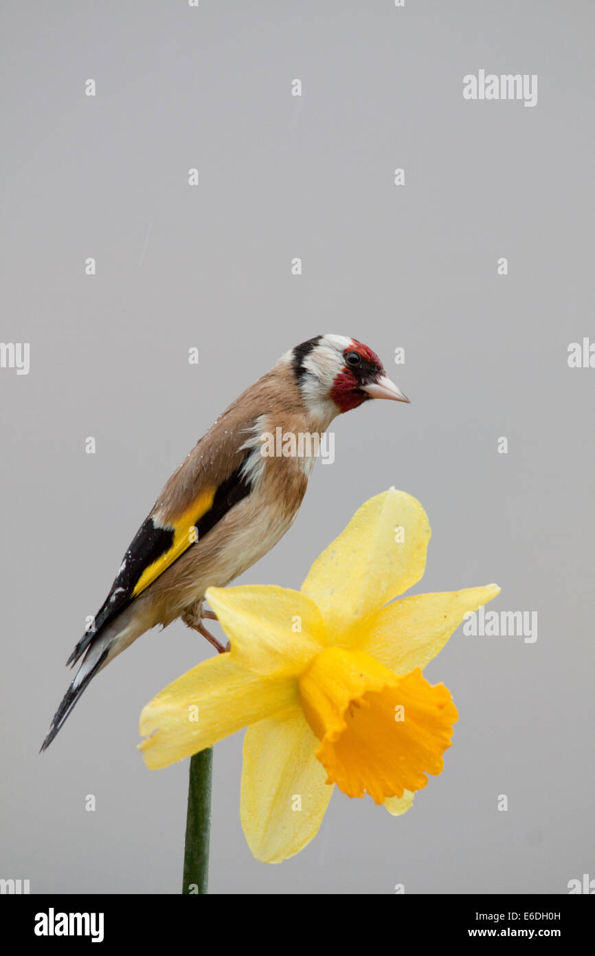Goldfinch on flower hi-res stock photography and images - Alamy