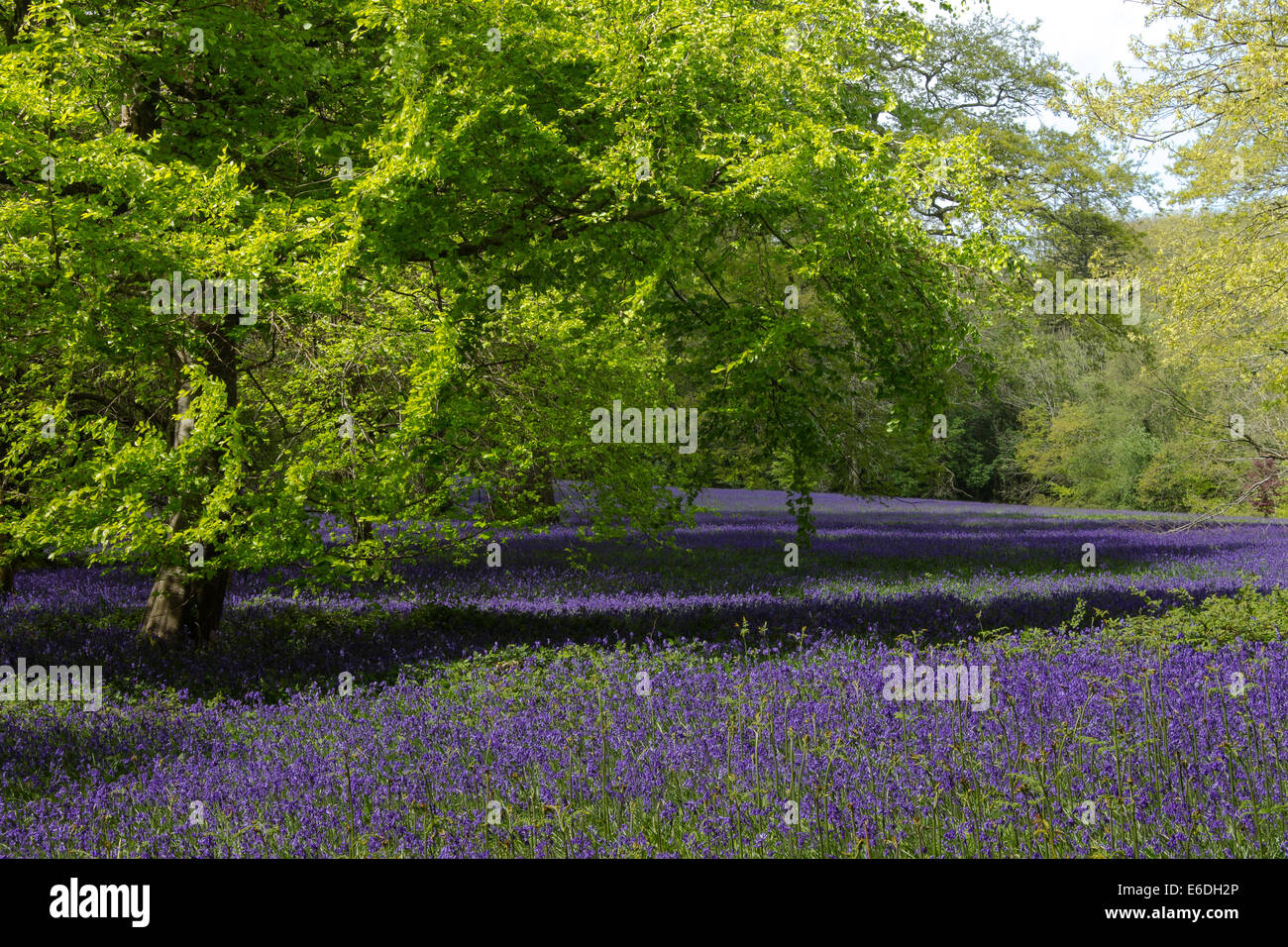 Bluebell fields hi-res stock photography and images - Alamy