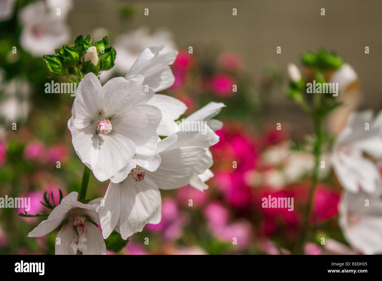 White Lavatera flowers Stock Photo - Alamy