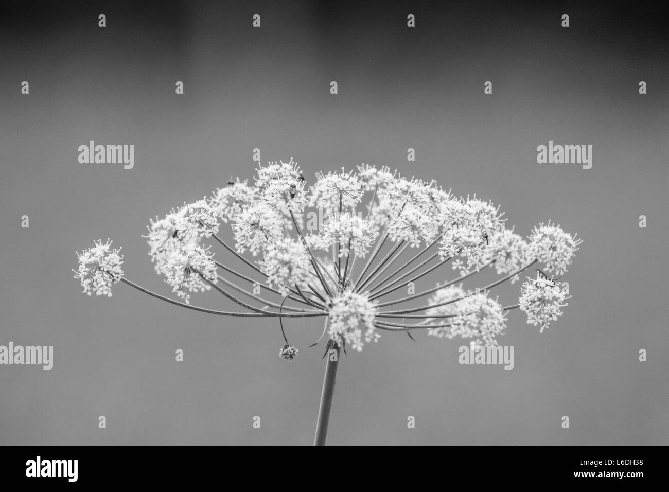 Angelica black hi-res stock photography and images - Alamy