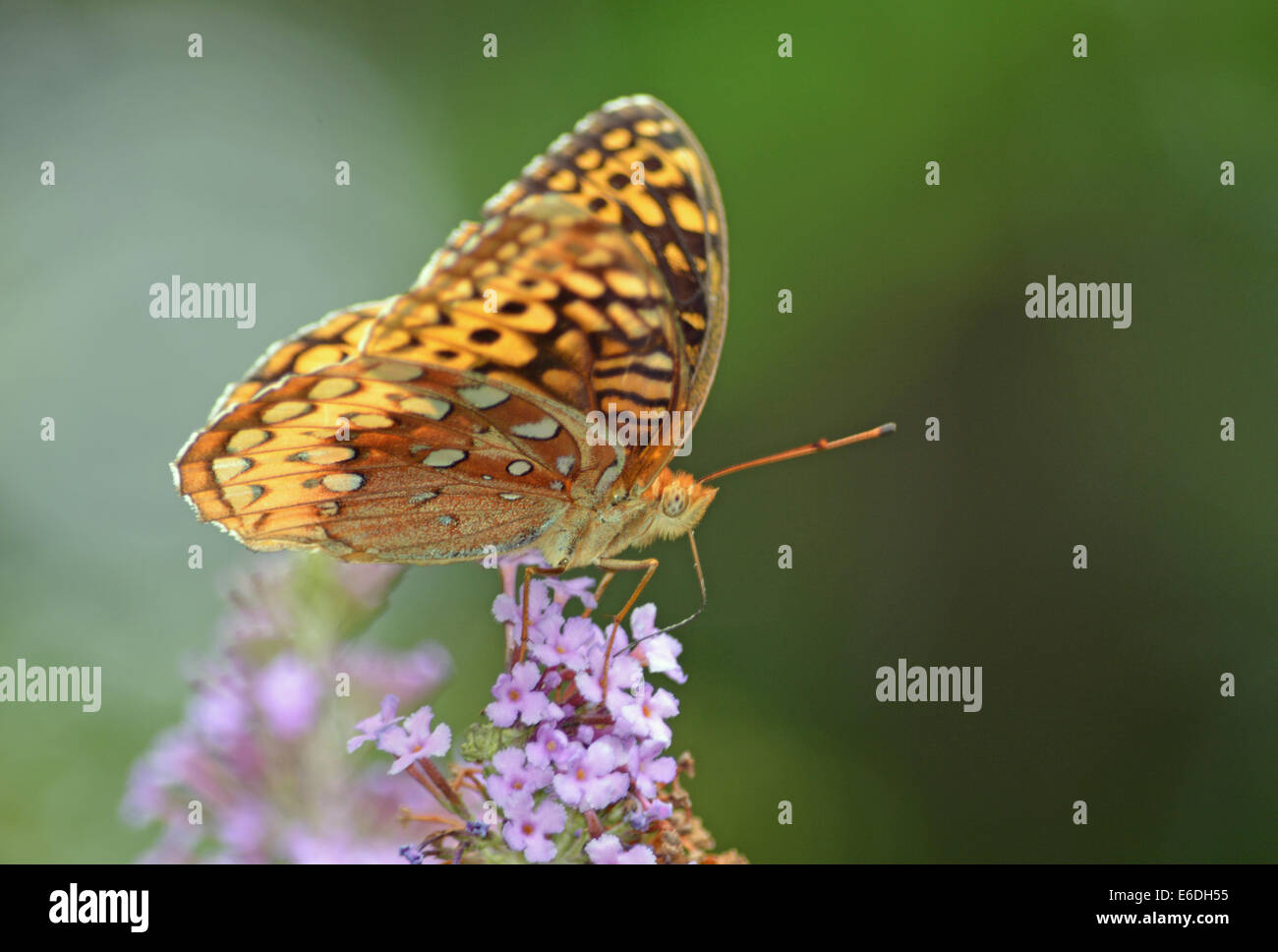 fritillary butterfly Stock Photo - Alamy