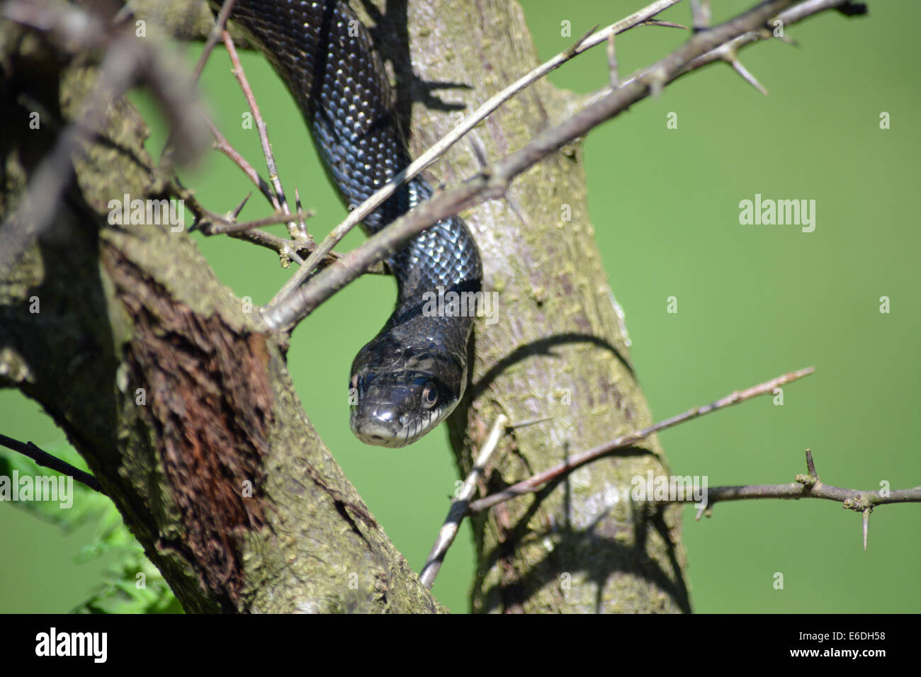 Black snake hi-res stock photography and images - Alamy